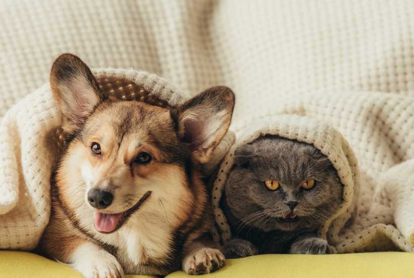 6 Easy Ways to Remove Pet Smells and Freshen Up Your Home