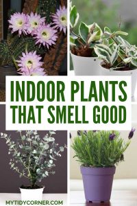 11 Best Indoor Plants that Smell Good and Freshen Up Your Home