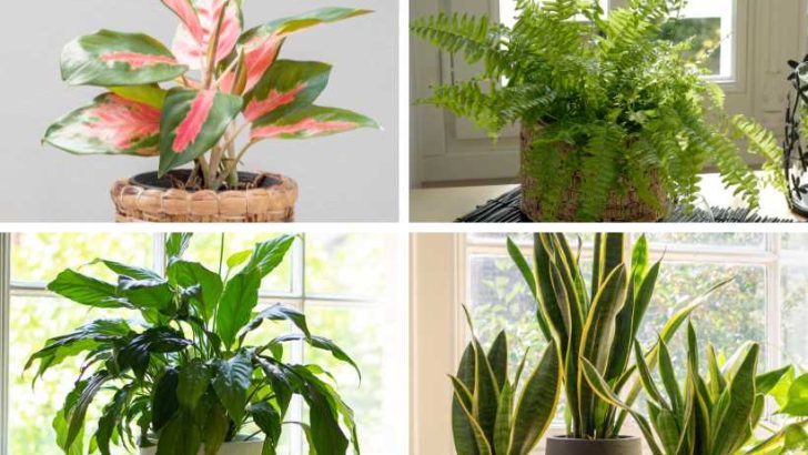 11 Best Indoor Plants that Smell Good and Freshen Up Your Home