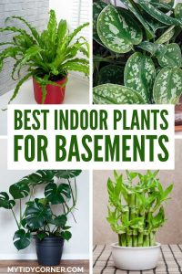 Top 10 Indoor Plants for Basements