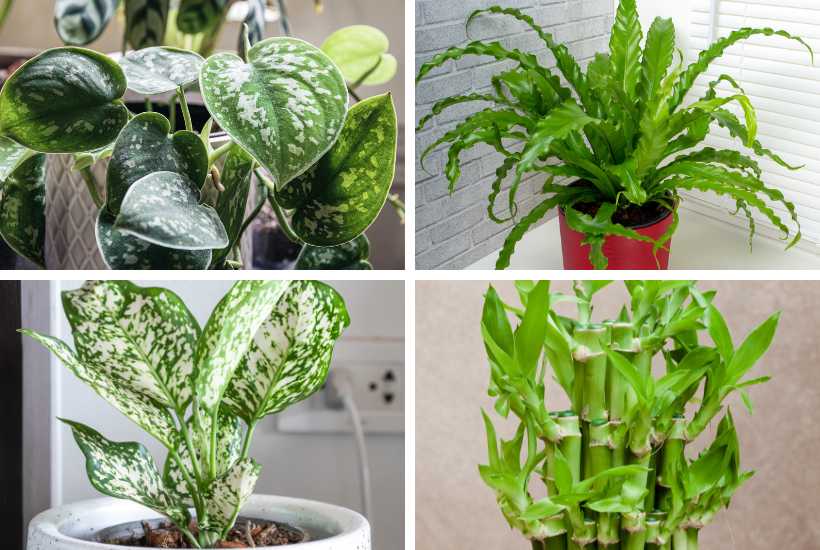 Top 10 Indoor Plants for Basements