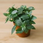 Top 10 Indoor Plants for Basements