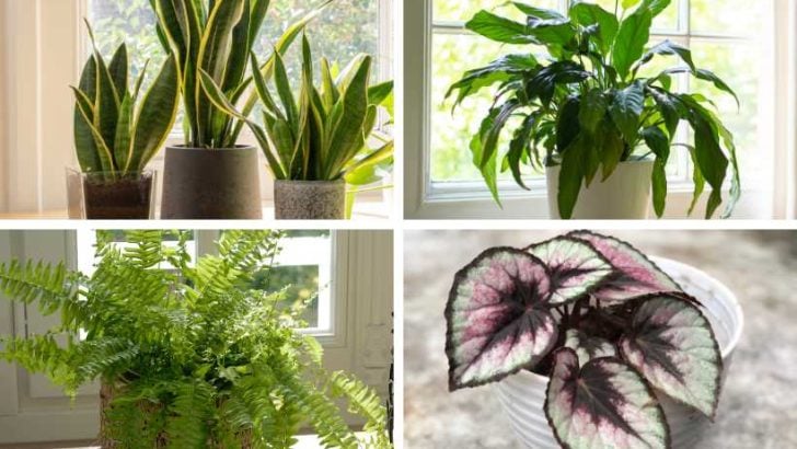 Indoor Plants for Window Sills: 12 Easy-Care & Beautiful Options