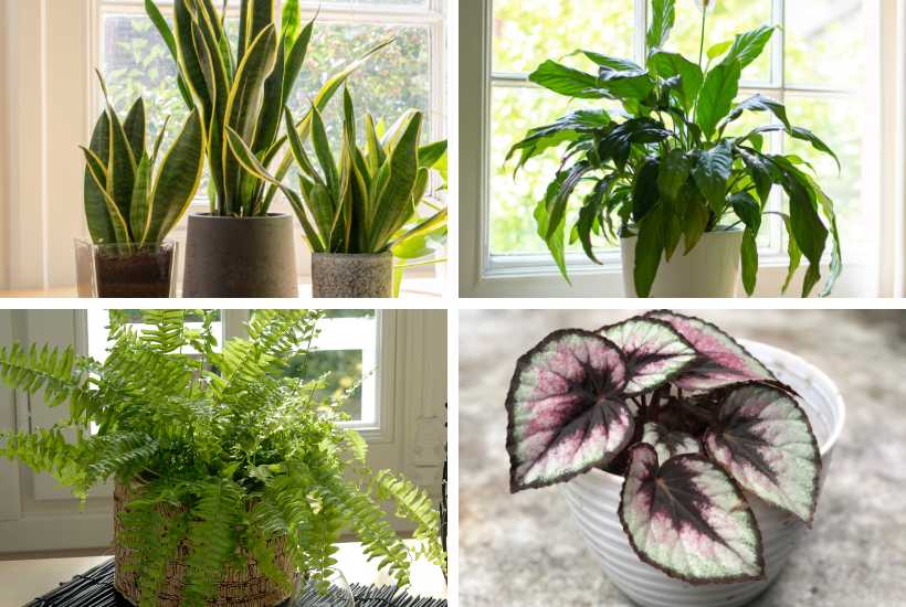 Top 9 Indoor Plants for East-Facing Windows